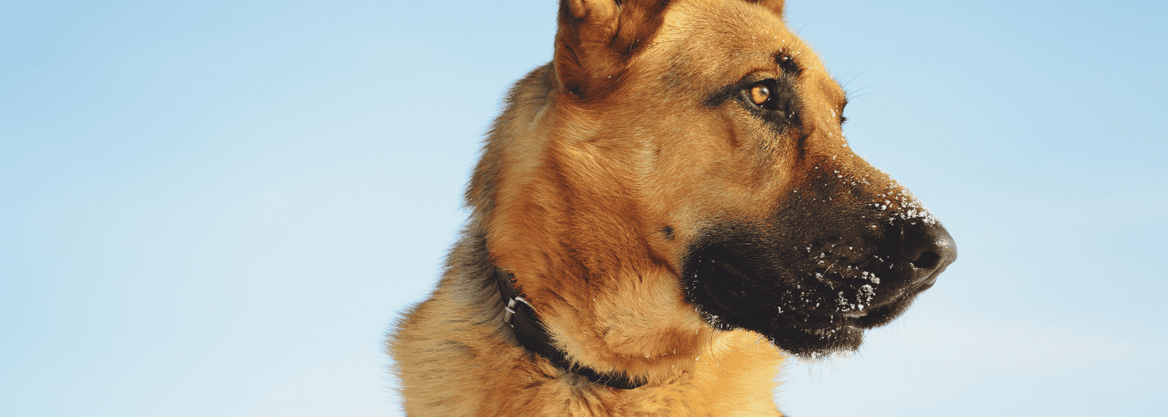 Man Pleads Guilty Over Dog Bites - Our News