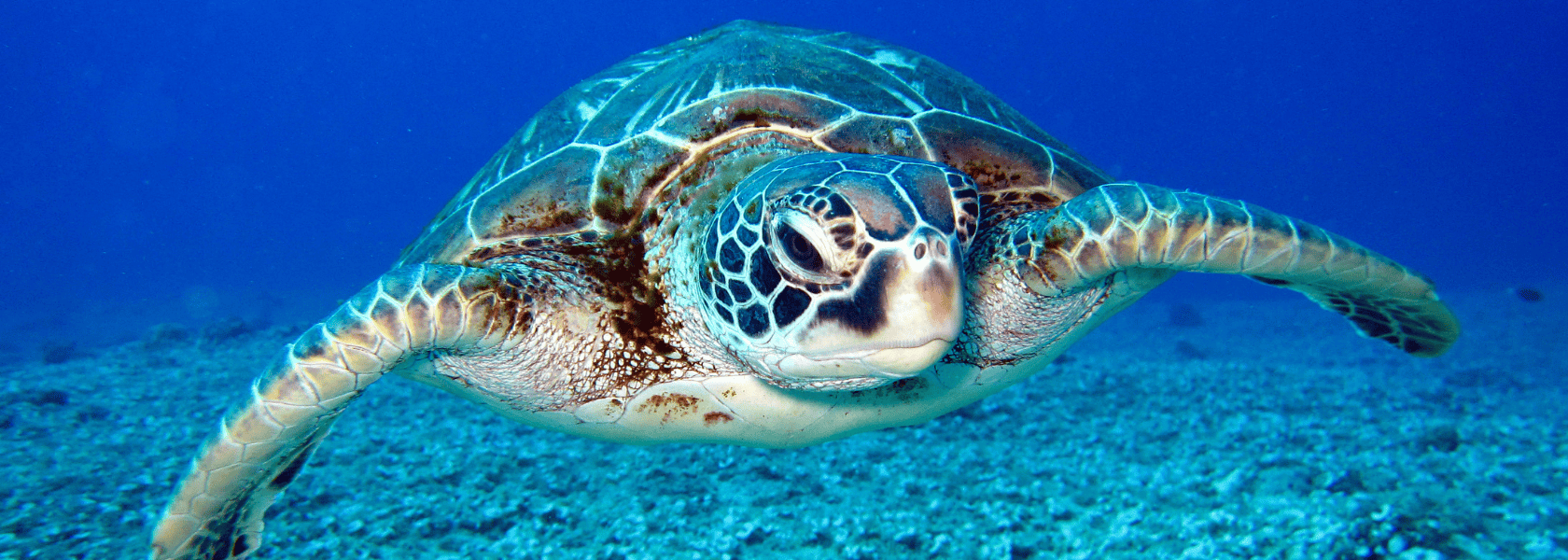 Controversy Over Captured Loggerhead Turtle - Our News