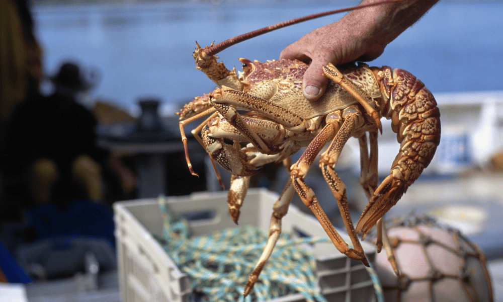 Lobster Season is Closed, Respect it! - Our News