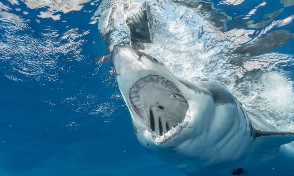 Shark Safety Tips From A Divemaster - Our News