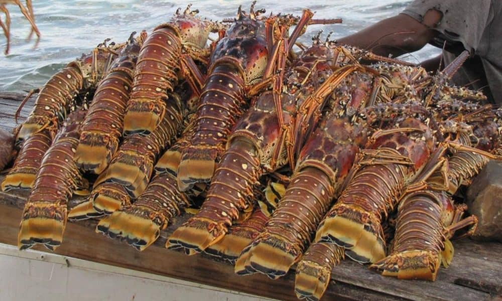 New Research Takes Deep Dive Into Crawfish Aquaculture - Our News