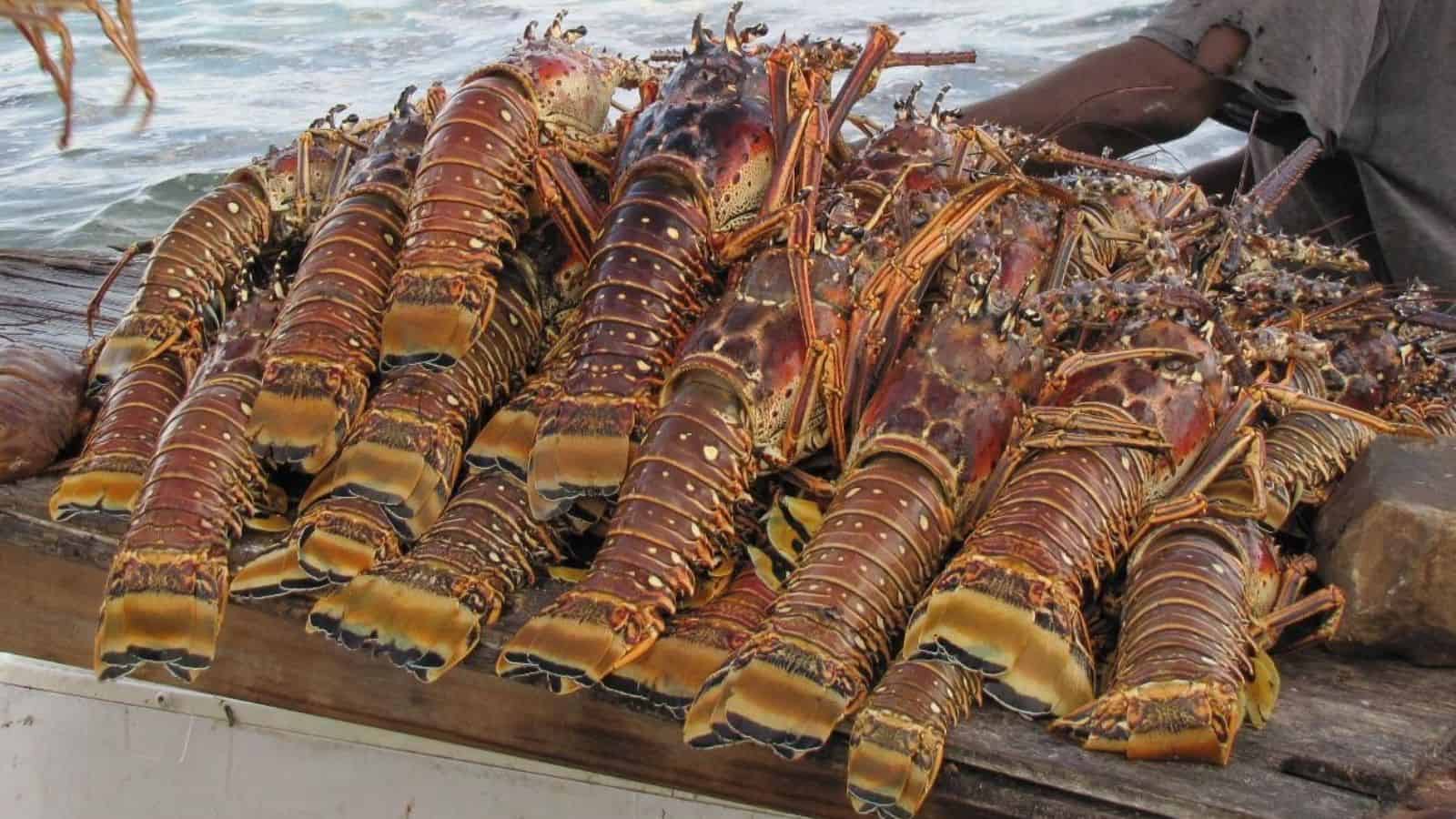 Crawfish Season Prep Underway - Our News