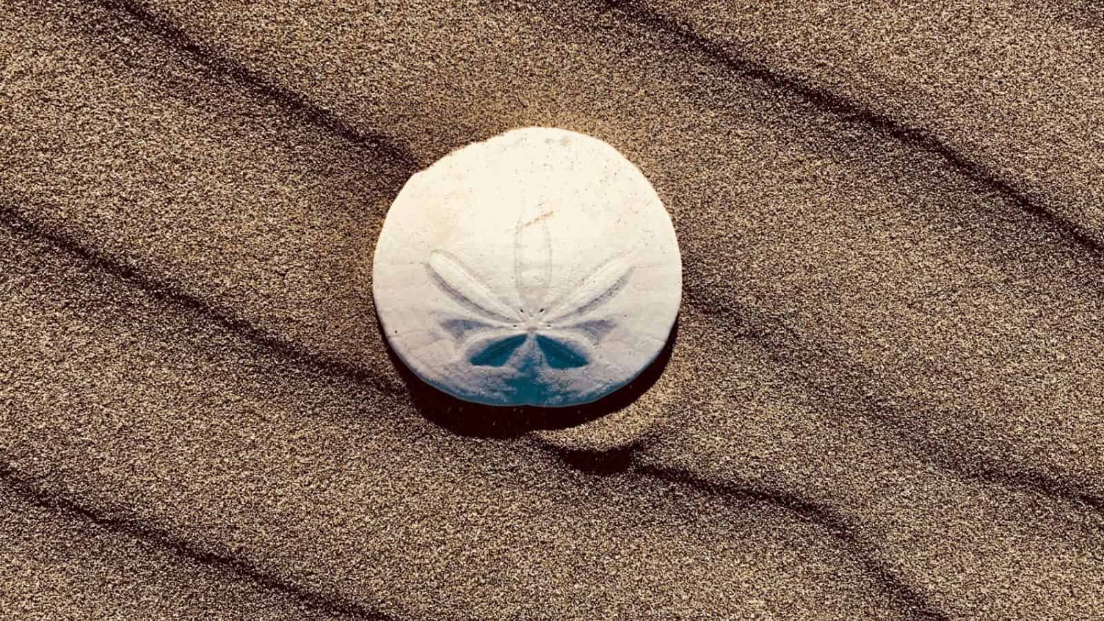 $200k In Sand Dollar Spent During Food Festival - Our News