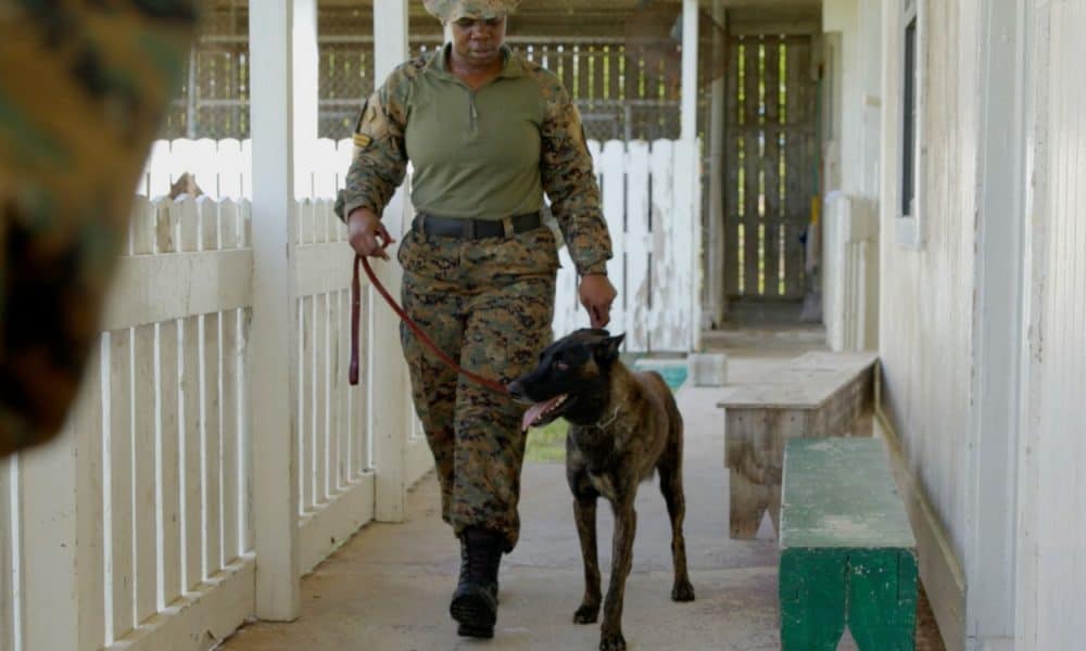K-9 Security Agencies Working Together - Our News