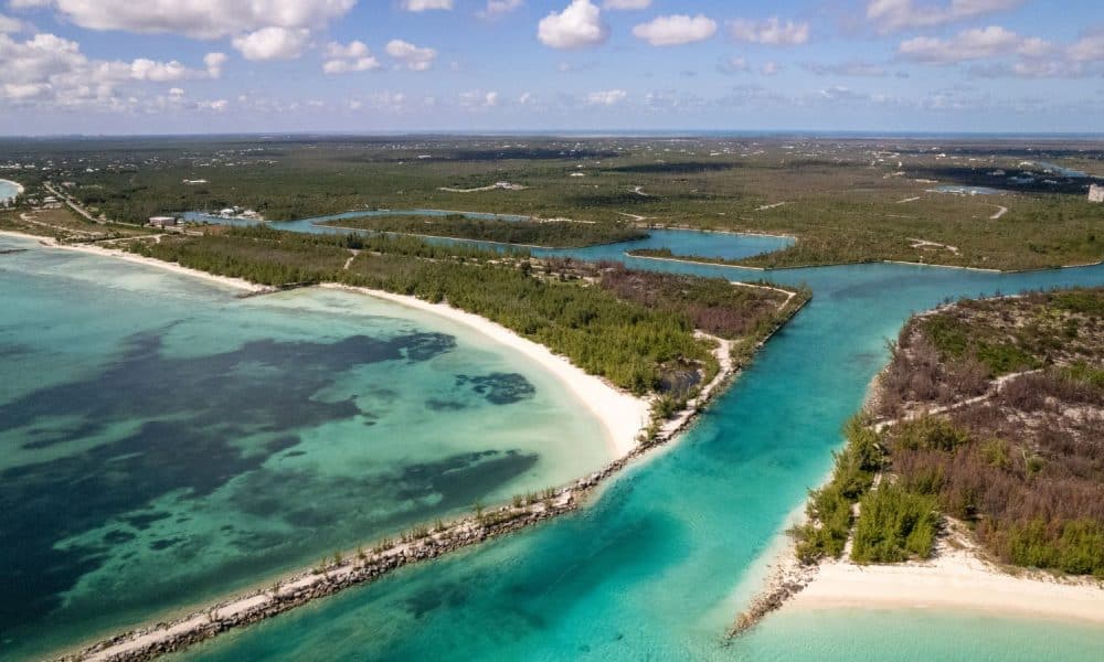 Sustainability First: Hope on The Horizon for Grand Bahama Forests ...