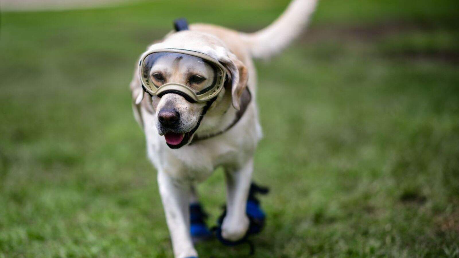 Famous Rescue Dog from Mexico Quake Dies - Our News