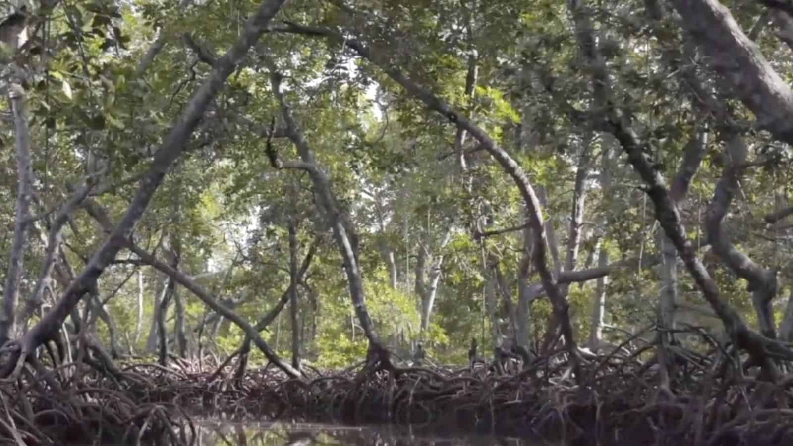 Generation Restoration - Our News