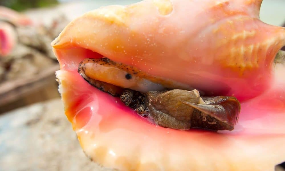 First Mobile Conch Hatchery In The World - Our News