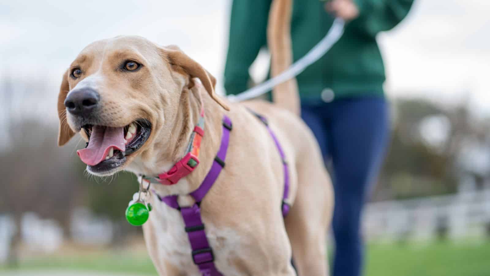 Consequences of Improper Dog Handling - Our News