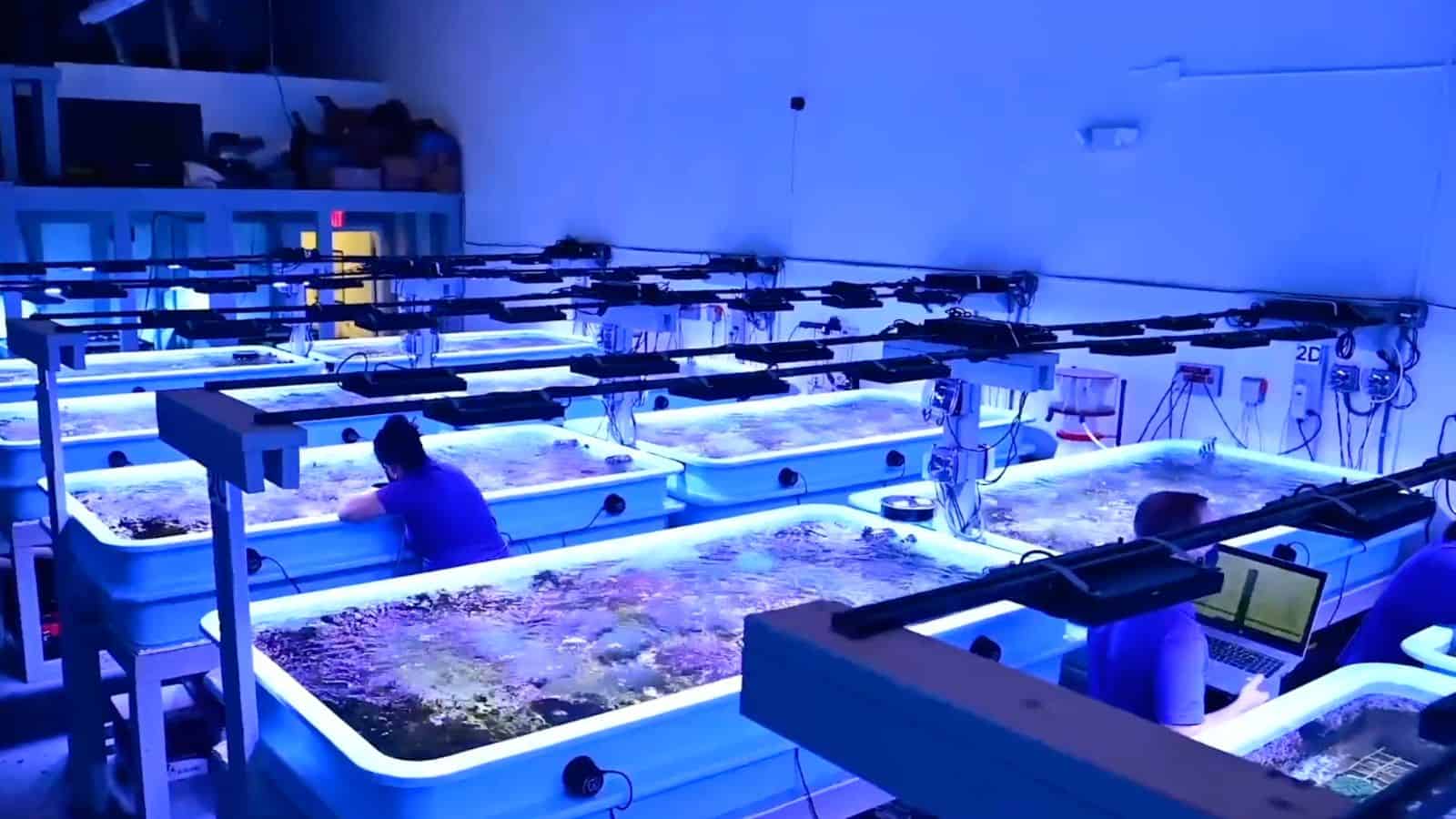 Coral Gene Bank Formed to Fight Coral COVID - Our News