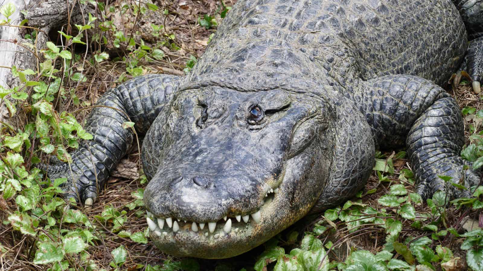 Giant Crocodile Removed From Florida Pool - Our News
