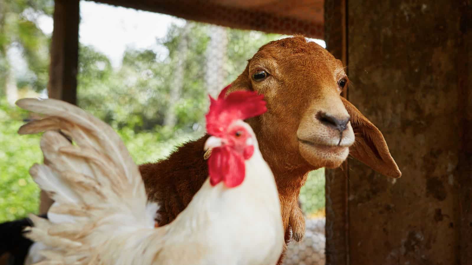 How To Protect Farm Animals? - Our News