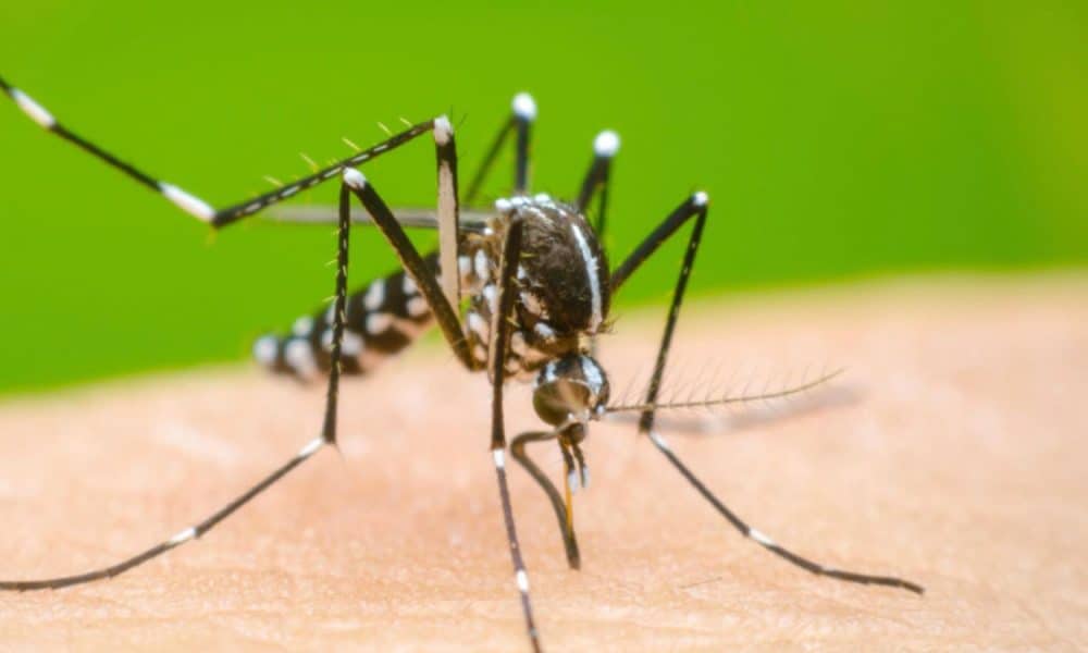 Dengue Fever: Signs And Symptoms - Our News