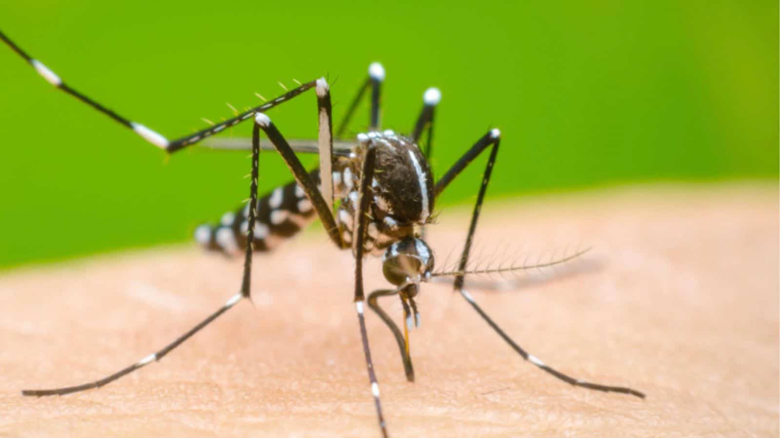 Dengue Fever: Signs And Symptoms - Our News