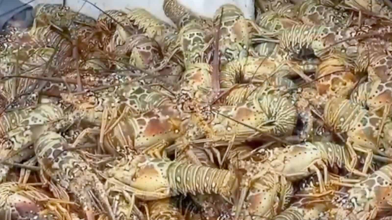 TCI Lobster Season Now Open - Our News