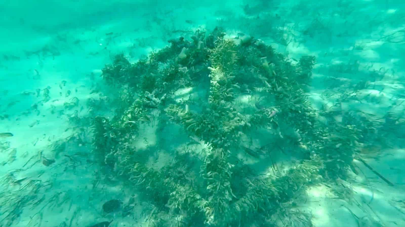 Sustainability First: Protecting And Preserving Coral Reefs - Our News