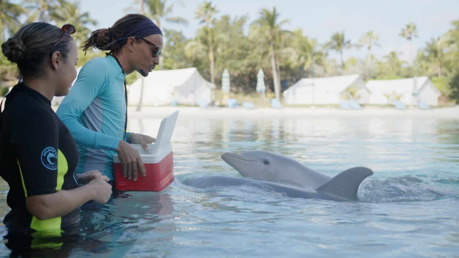 Up Close and Personal At Dolphin Cay - Our News