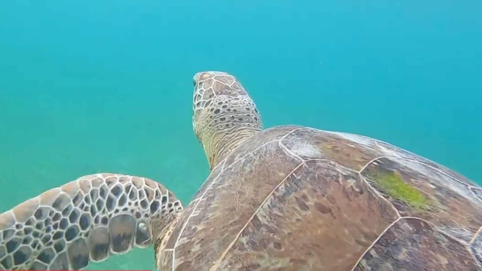 Sustainability First: Making A Difference in Green Sea Turtle Numbers ...