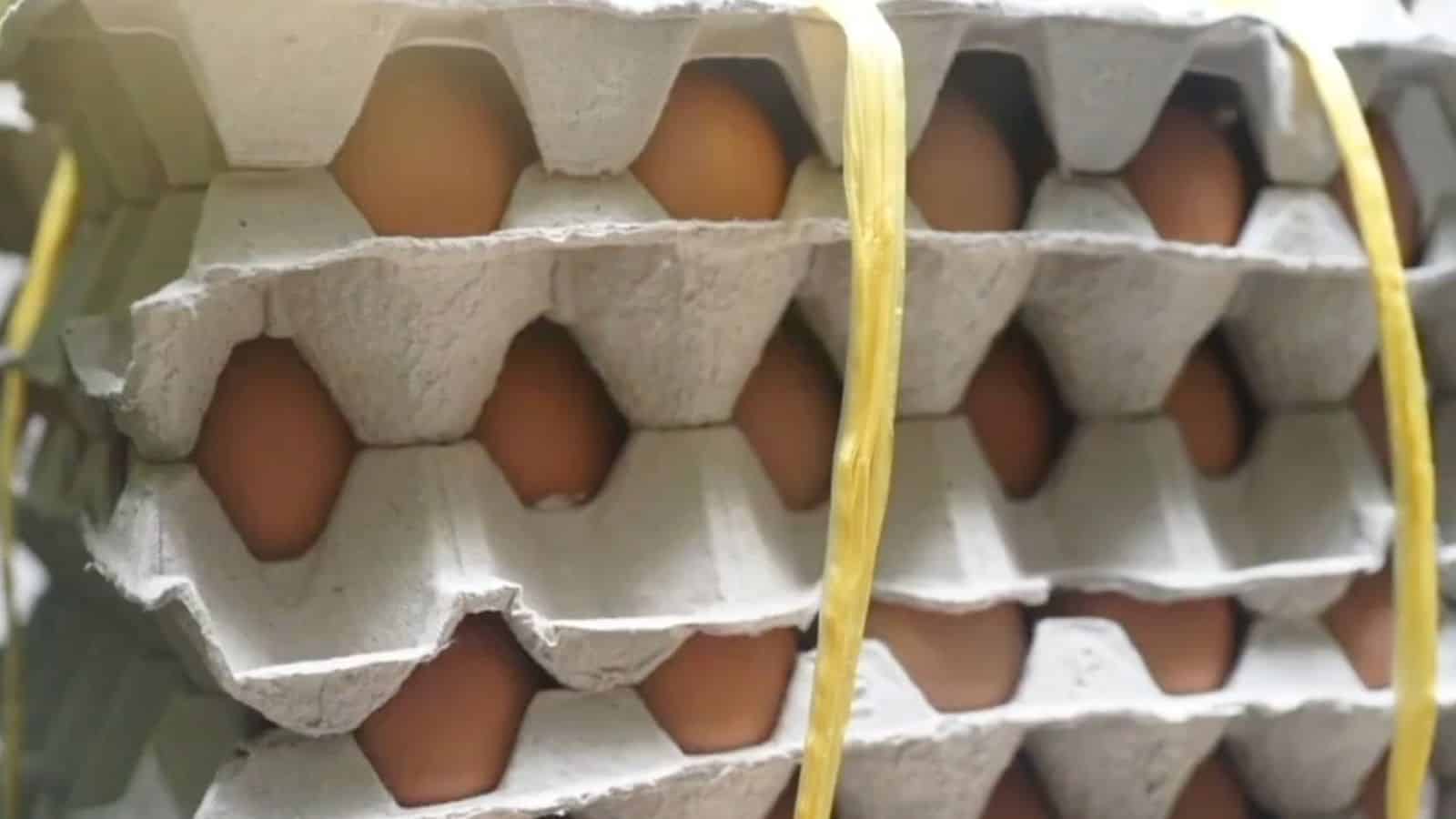 BAMSI To Ramp Up Egg Production - Our News