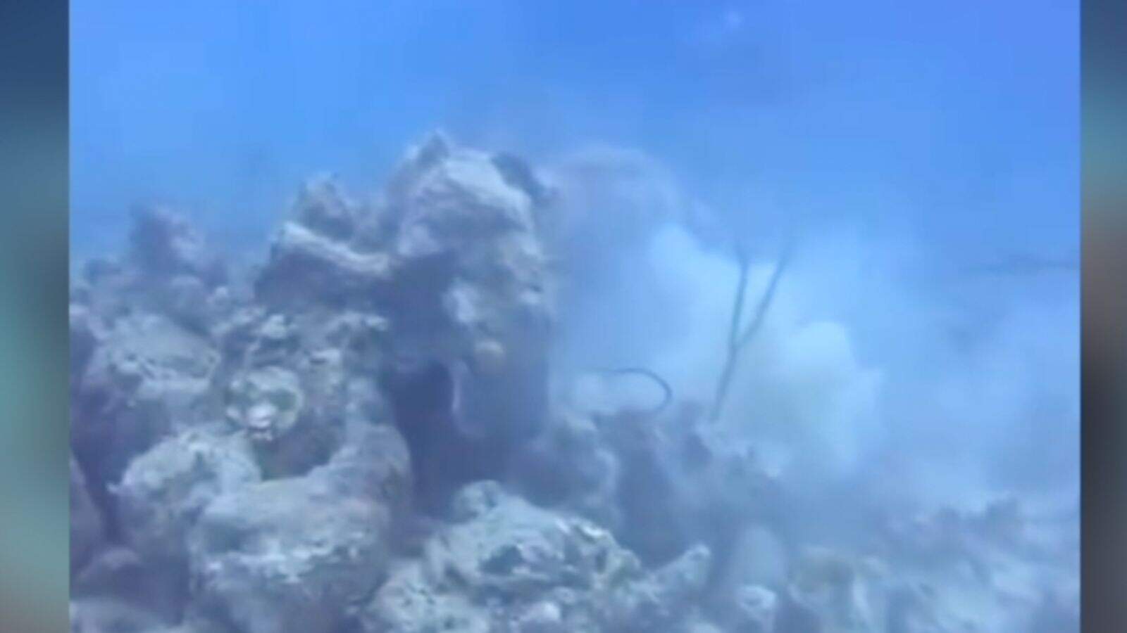 BREEF: Anchor Zones Are Needed After Reef Damage - Our News