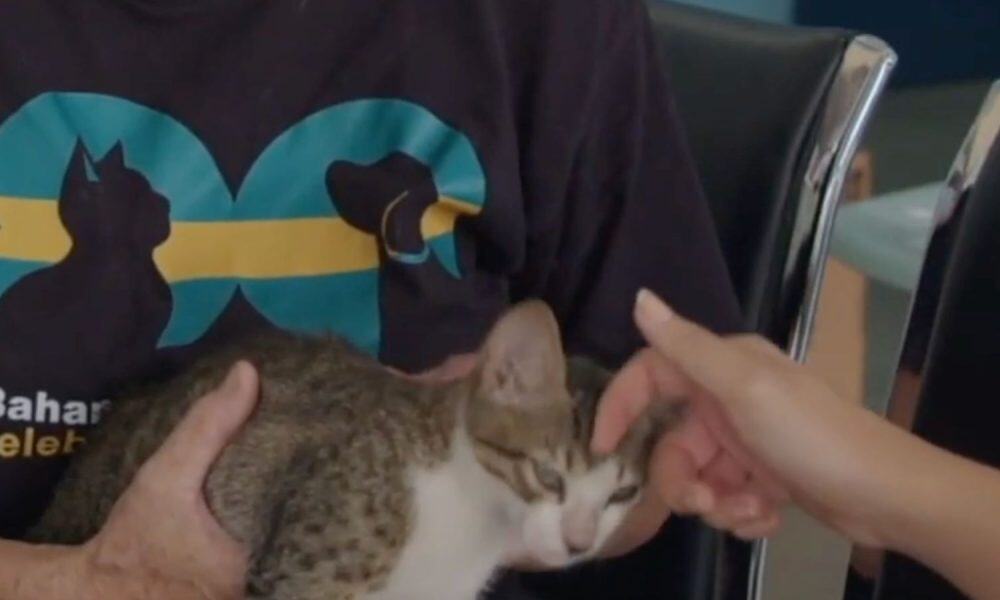 Kitten Thrown Out Of Car Gets Second Chance - Our News
