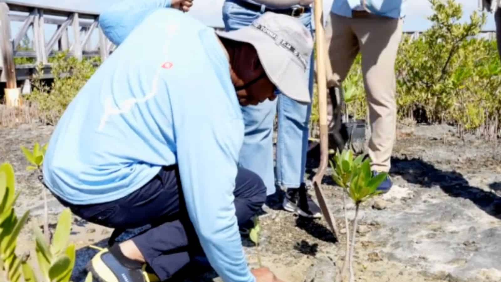 An Answer To Climate Change: BNT Plants 1000 Red Mangroves - Our News