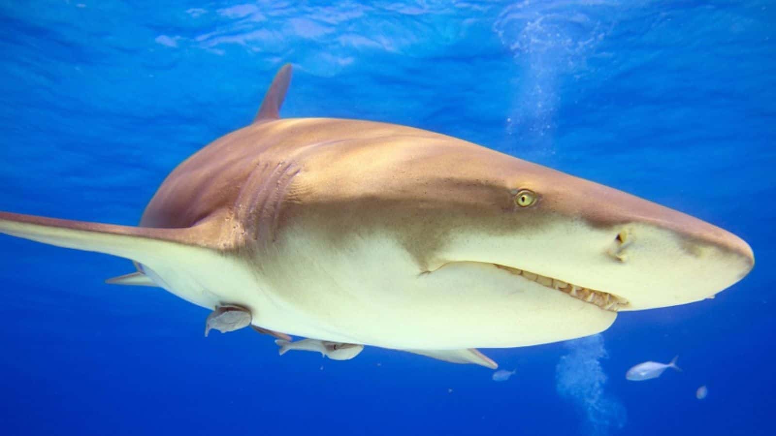 Beach Goers Reacts To Recent Shark Attacks - Our News