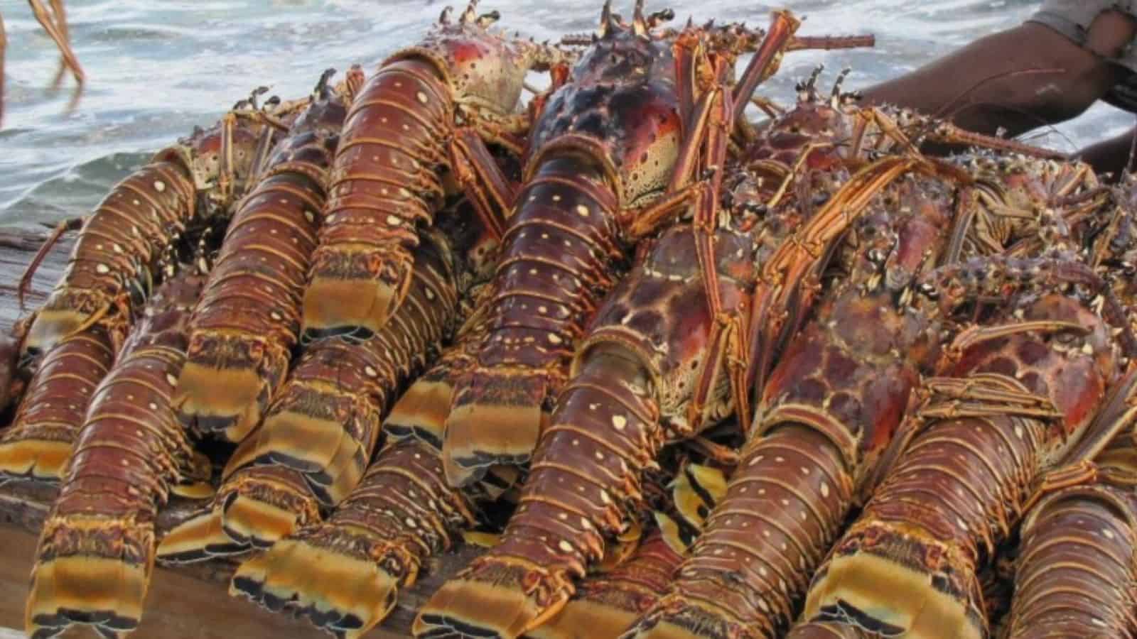 What You Need To Know This Crawfish Season - Our News